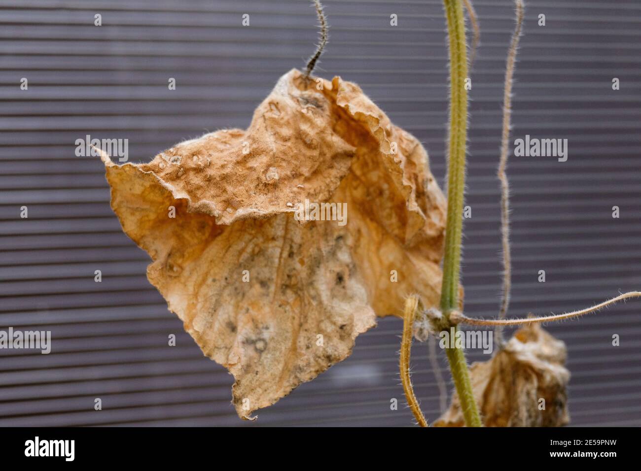Cucumber leaf leaves plant hi-res stock photography and images - Alamy