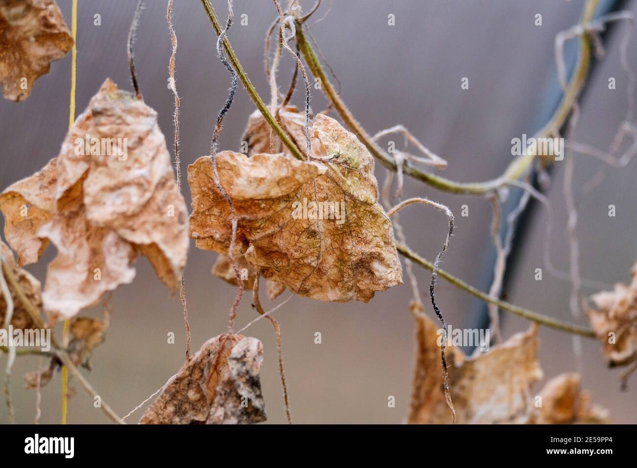 Withered dry cucumber leaves close up in a greenhouse Stock Photo - Alamy