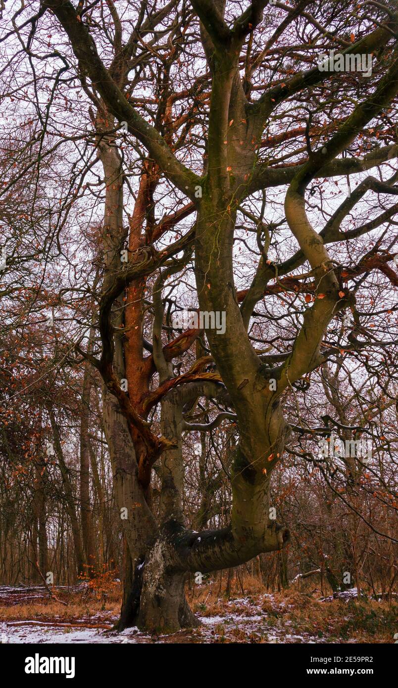 Ash and beech trees on a hill hi-res stock photography and images - Alamy