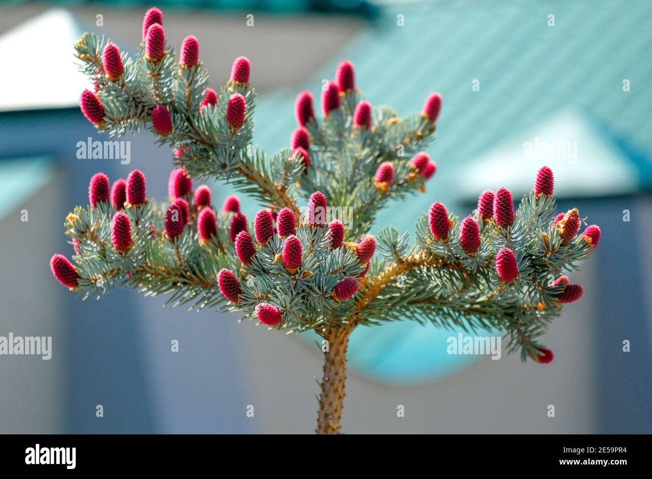 Coniferous tree with pink cones in spring Stock Photo - Alamy