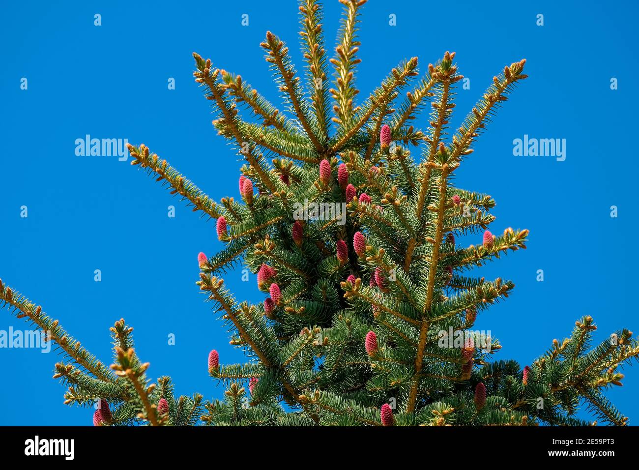 The top of a pine tree with pink cones against the blue sky. Real cones ...