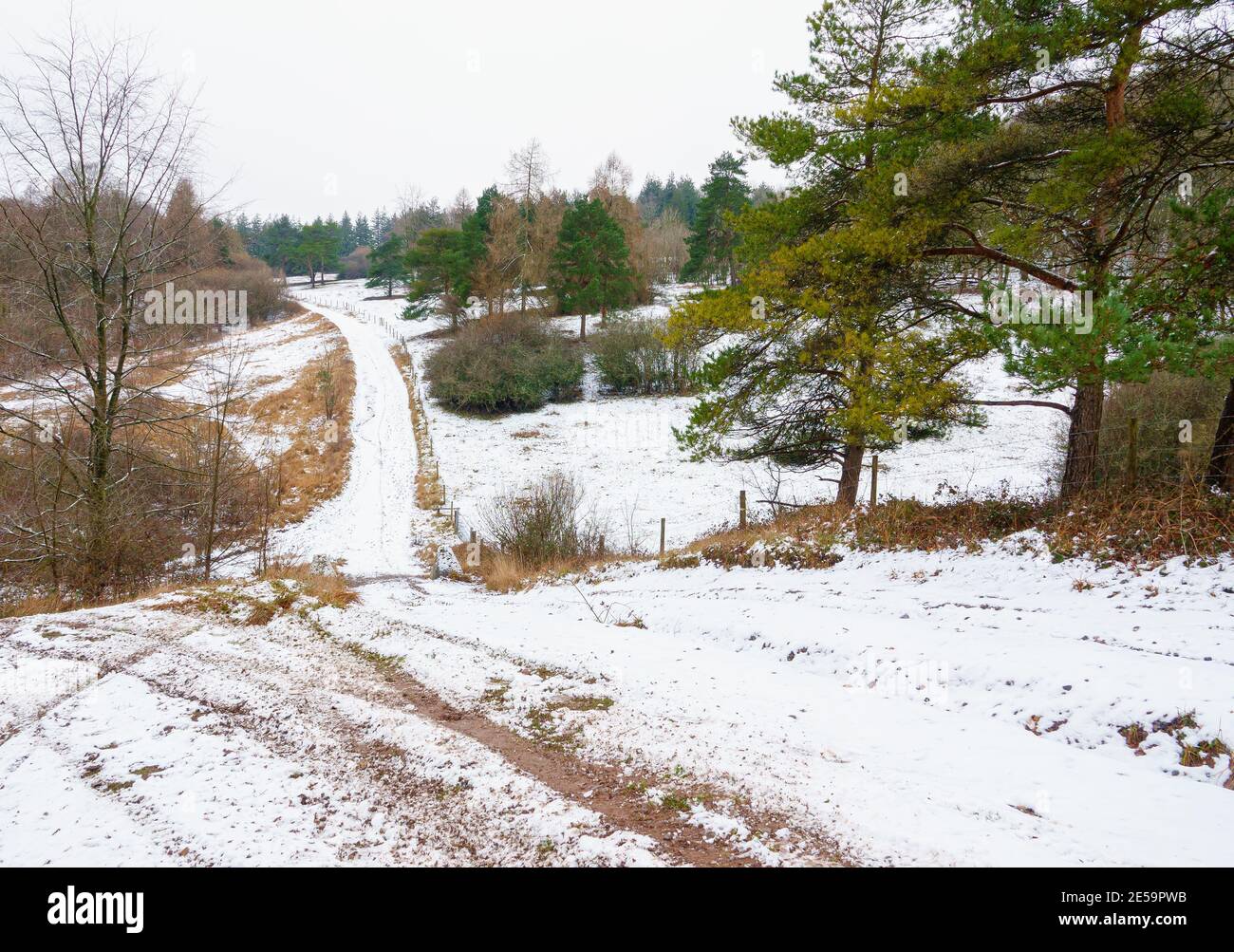 Woodland snow scene hi-res stock photography and images - Alamy