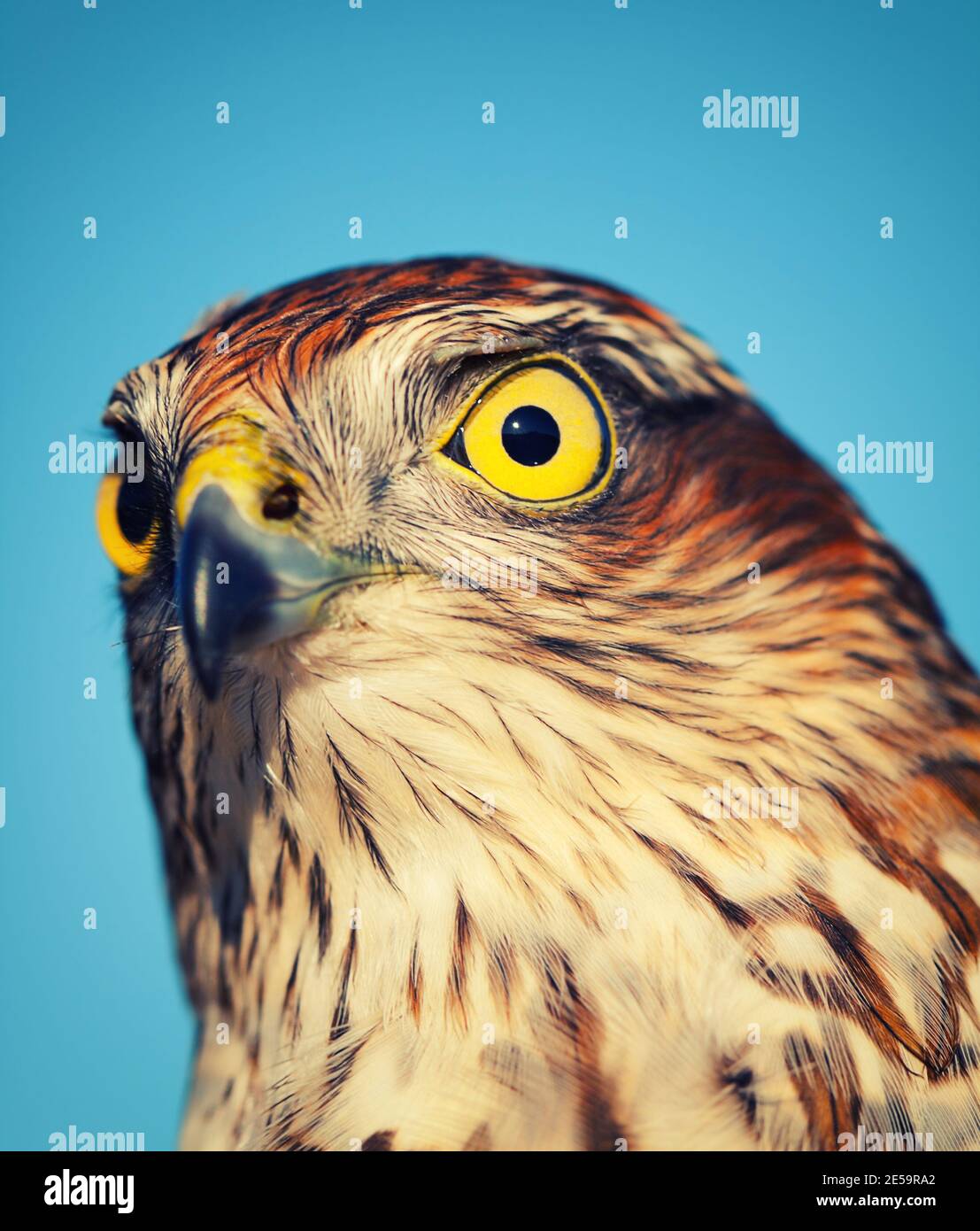 Birds of Europe - Sparrow-hawk (Accipiter nisus), retro style effect ...