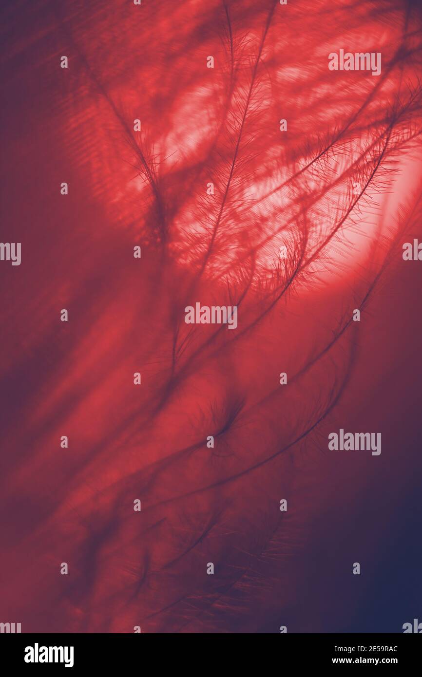 Bloody fur texture hi-res stock photography and images - Alamy