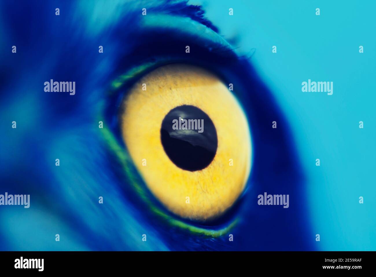 Hypnosis eye hi-res stock photography and images - Alamy