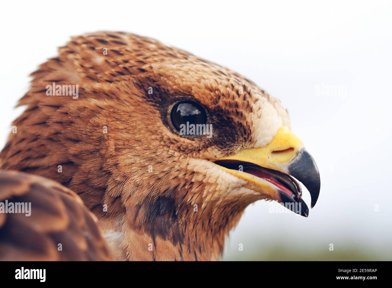 Birds of Europe, portrait of a Pernis bird, vintage retro style photo ...