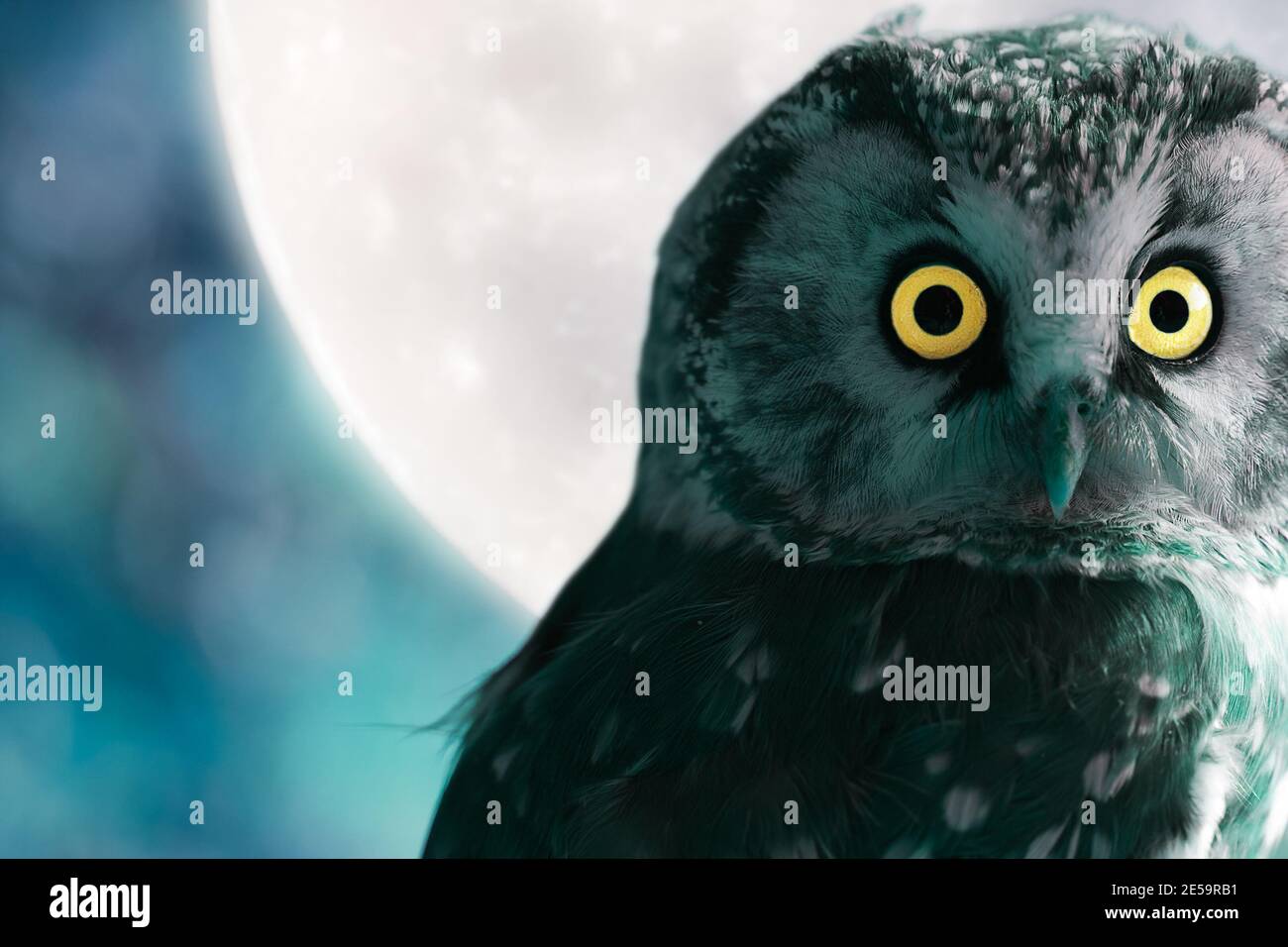Owl against moon hi-res stock photography and images - Alamy