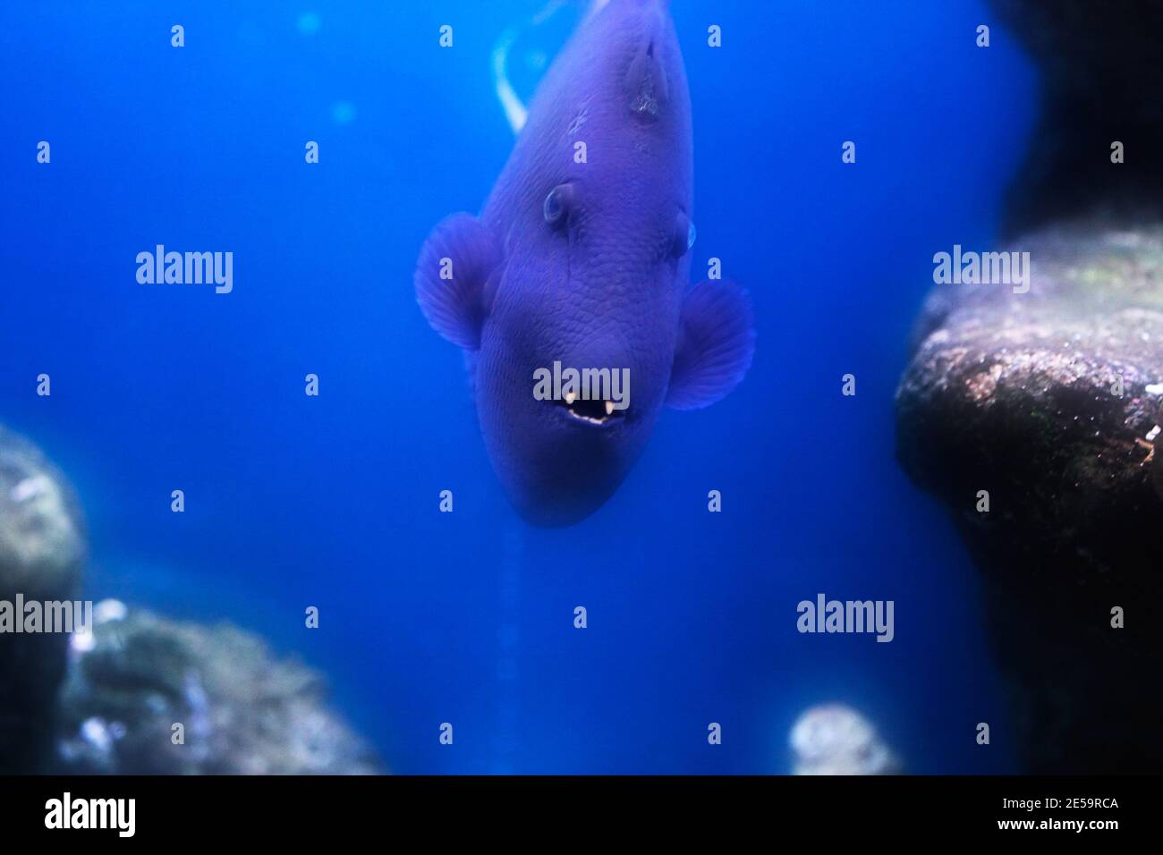 Red tooth triggerfish hi-res stock photography and images - Alamy