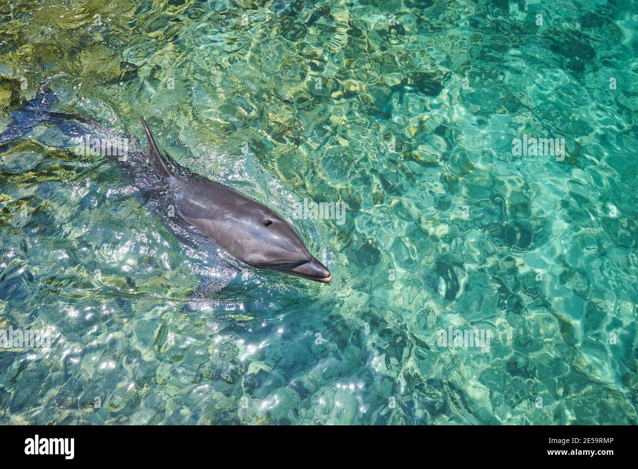 Beautiful dolphin smiling in blue swimming pool water on clear sunny ...