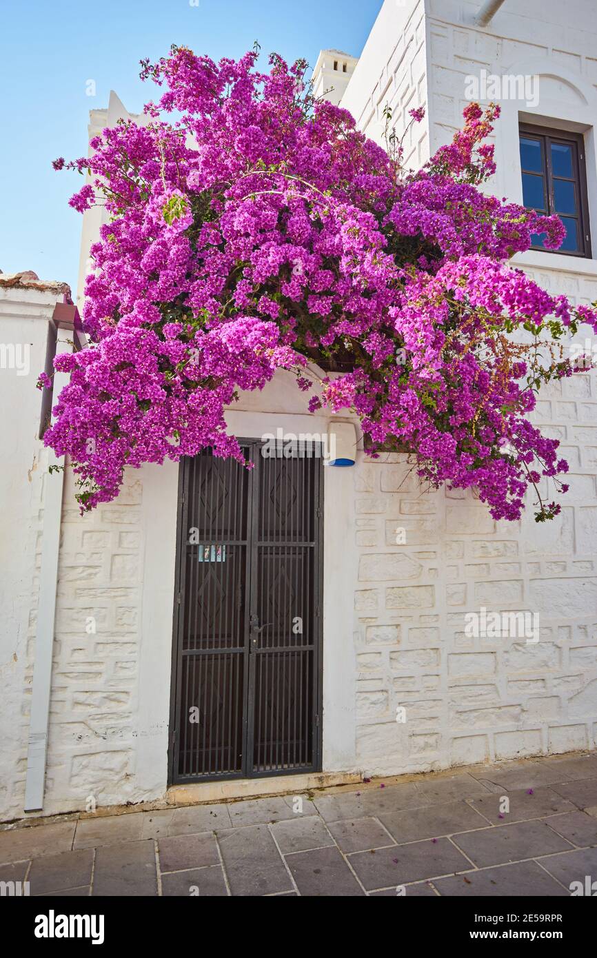 Bouganvilla beach hi-res stock photography and images - Alamy