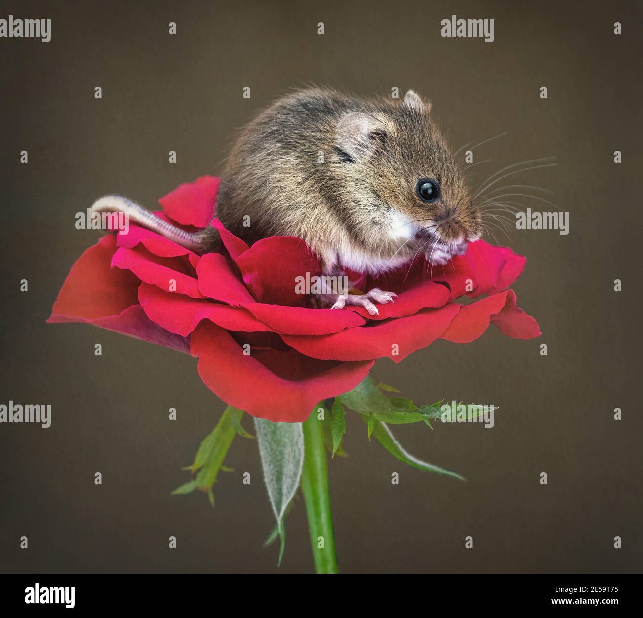 Inside the rose hi-res stock photography and images - Alamy