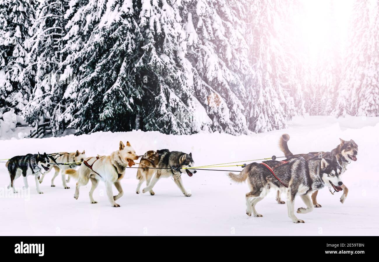 Alaska husky sled dogs in action in a snowy arctic forest during winter ...