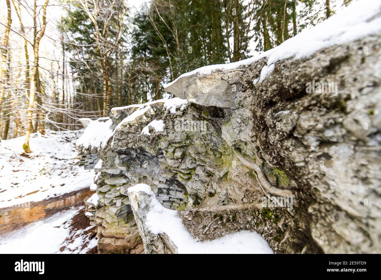 "Echo" by Annie Cattrell. A walk in the snow along the Forest of Dean ...