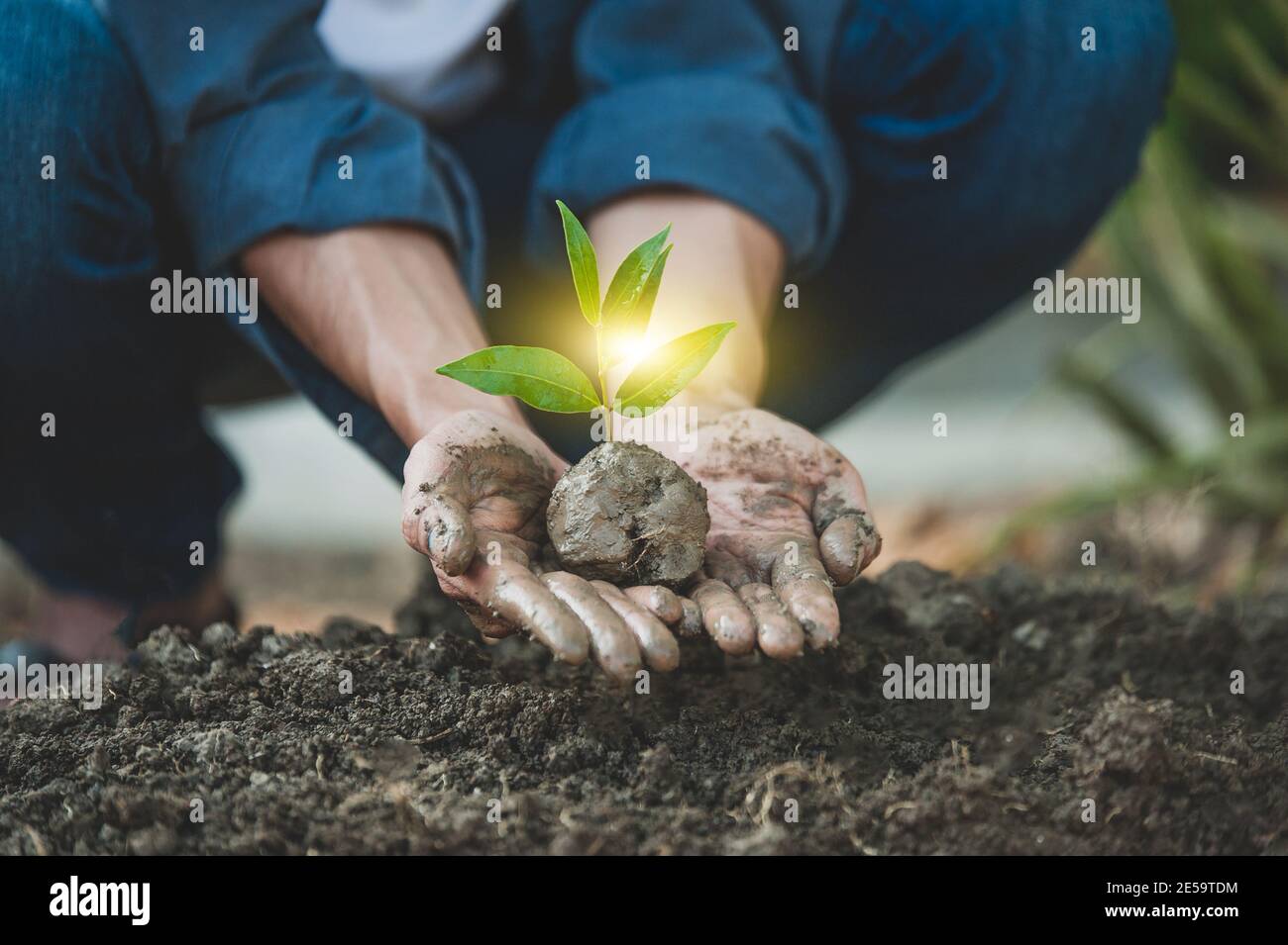 Hand planting tree in park growth nature life seeding Stock Photo - Alamy