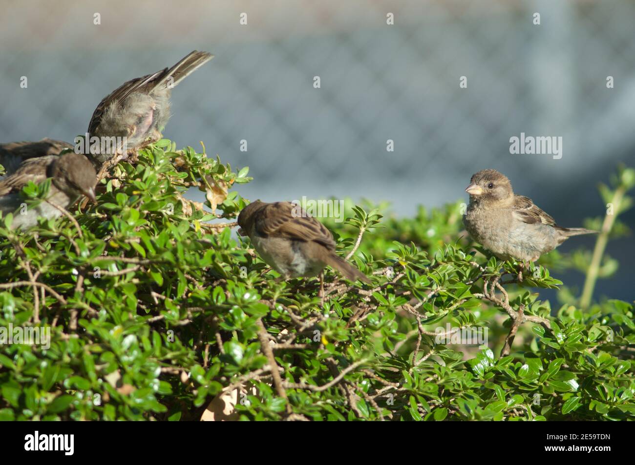 New zealand house sparrows hi-res stock photography and images - Alamy