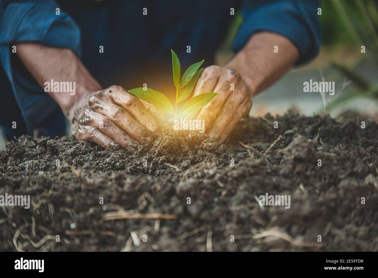 Hand planting tree in park growth nature life seeding Stock Photo - Alamy