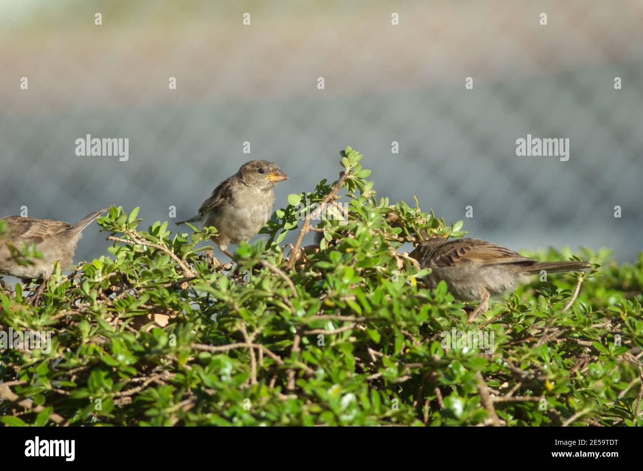 House sparrows Passer domesticus feeding. Young male in the middle ...