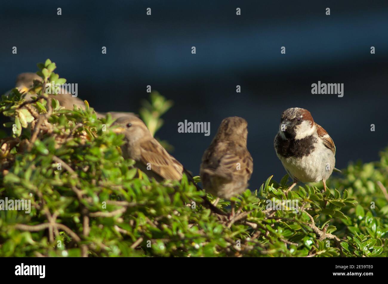 New zealand house sparrows hi-res stock photography and images - Alamy