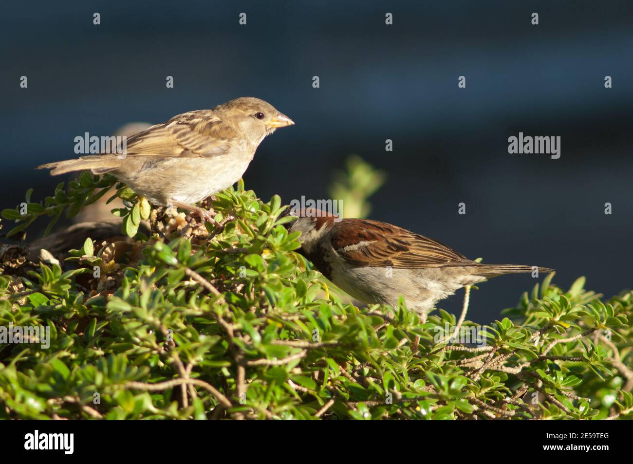 New zealand house sparrows hi-res stock photography and images - Alamy