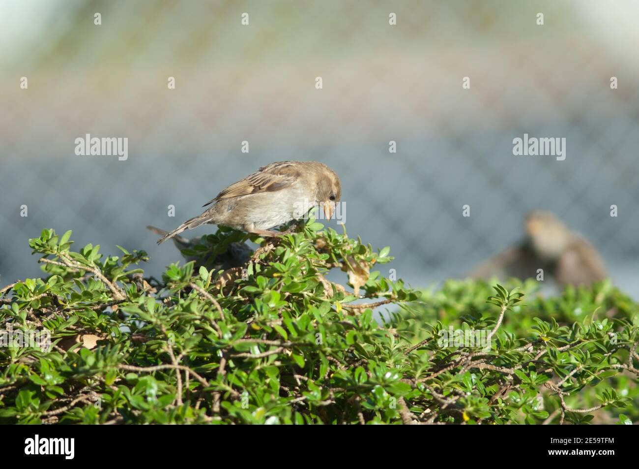 New zealand house sparrows hi-res stock photography and images - Alamy