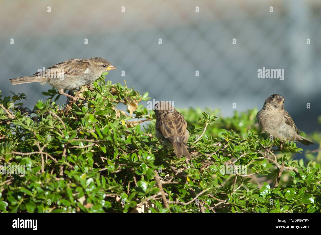 House sparrows Passer domesticus. Juvenile to the left. Auckland. North ...