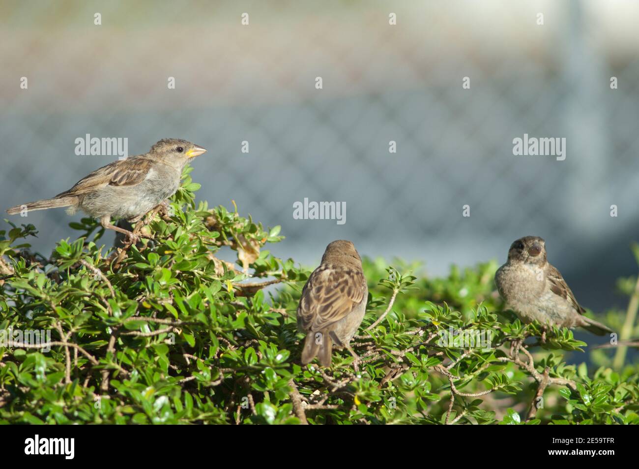 New zealand house sparrows hi-res stock photography and images - Alamy