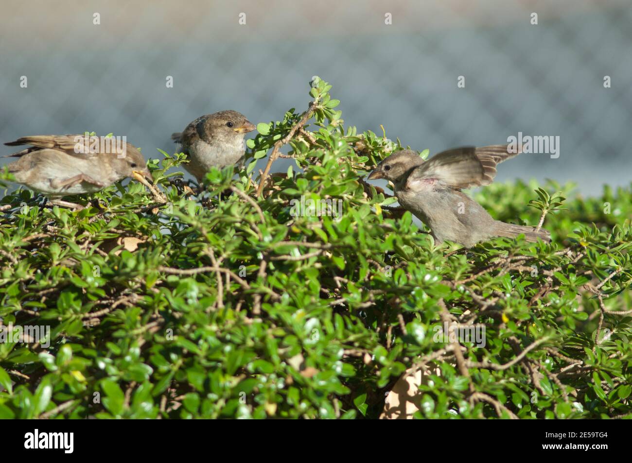 New zealand house sparrows hi-res stock photography and images - Alamy