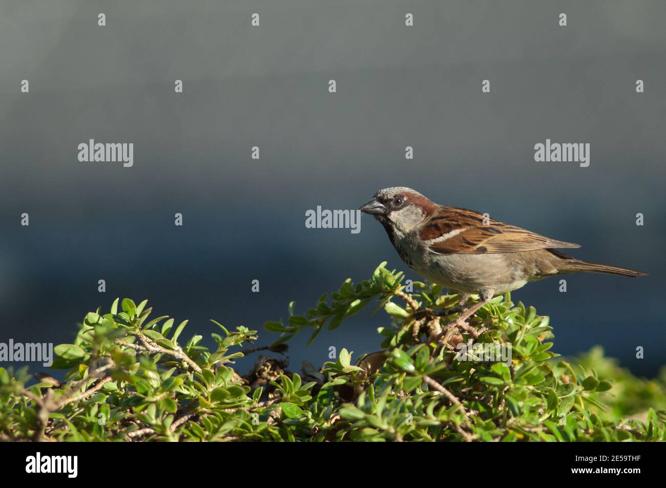 New zealand house sparrows hi-res stock photography and images - Alamy