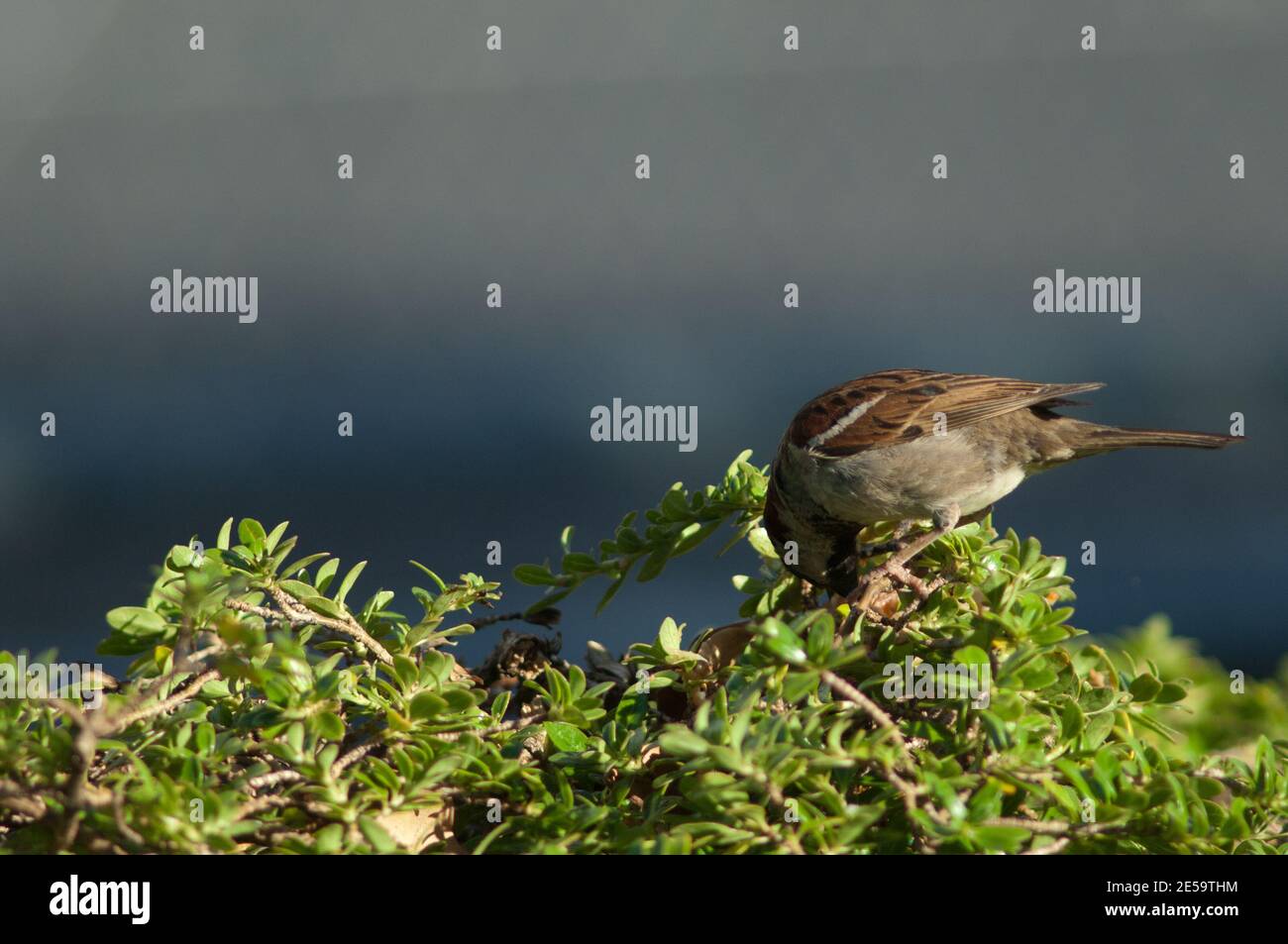 New zealand house sparrows hi-res stock photography and images - Alamy