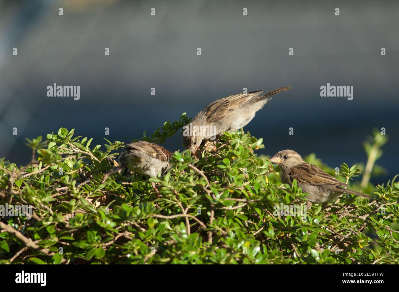 New zealand house sparrows hi-res stock photography and images - Alamy