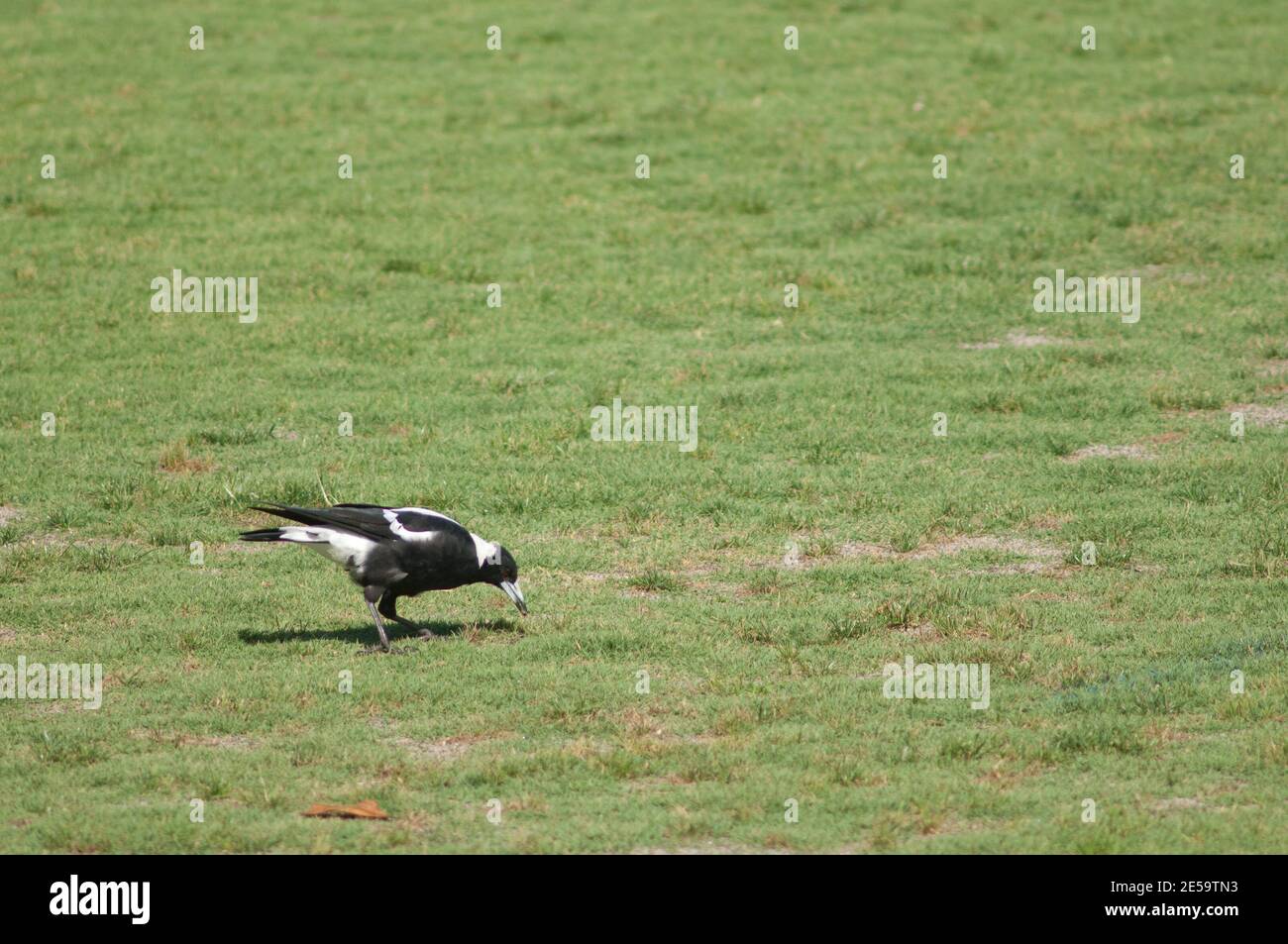 Australian magpies feeding hi-res stock photography and images - Alamy