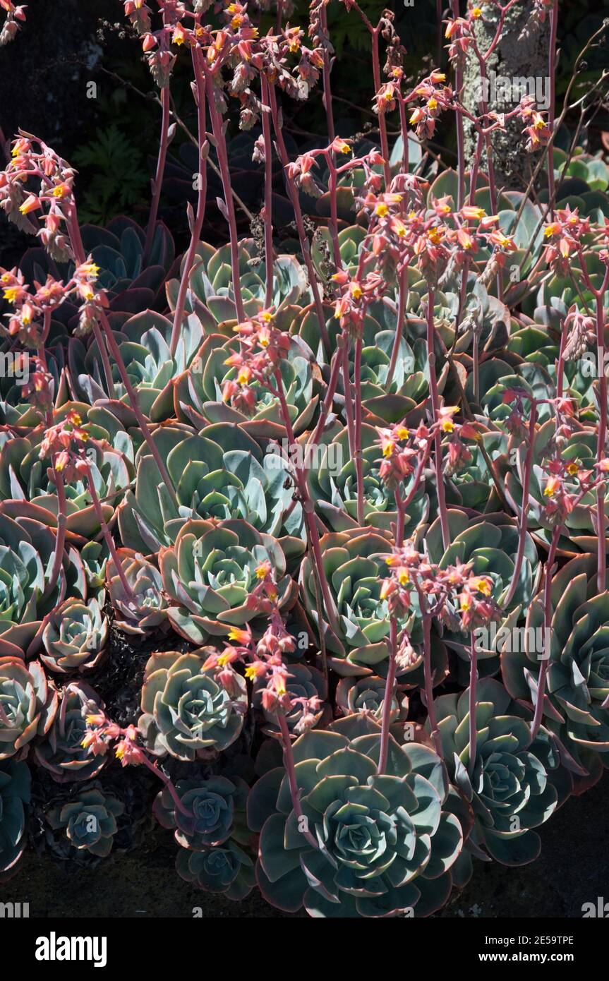 Tree aeonium Aeonium arboreum. Introduced plant. Auckland. North Island ...