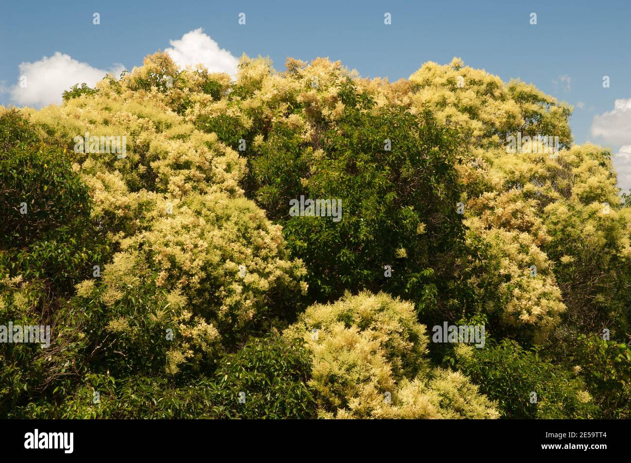 New Zealand laurel Corynocarpus laevigata in flower. Mount Eden ...