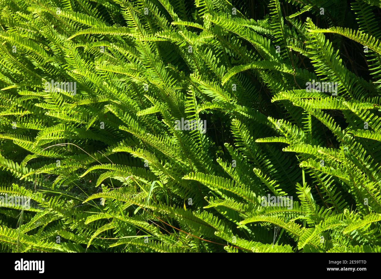 Fishbone ferns Nephrolepis cordifolia. Introduced plant. Mount Eden ...