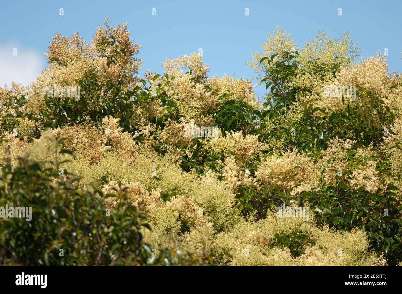 New Zealand laurel Corynocarpus laevigata in flower. Mount Eden ...