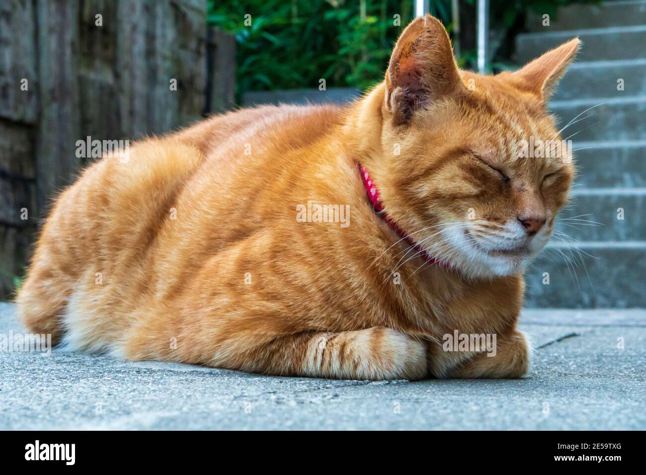 Enoshima cat hi-res stock photography and images - Alamy