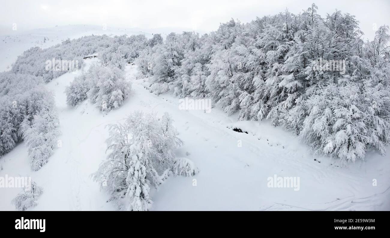 Black and white background of trees in the forest without leaves in a ...