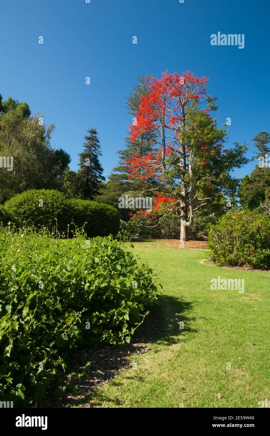 Illawarra flame tree hi-res stock photography and images - Alamy