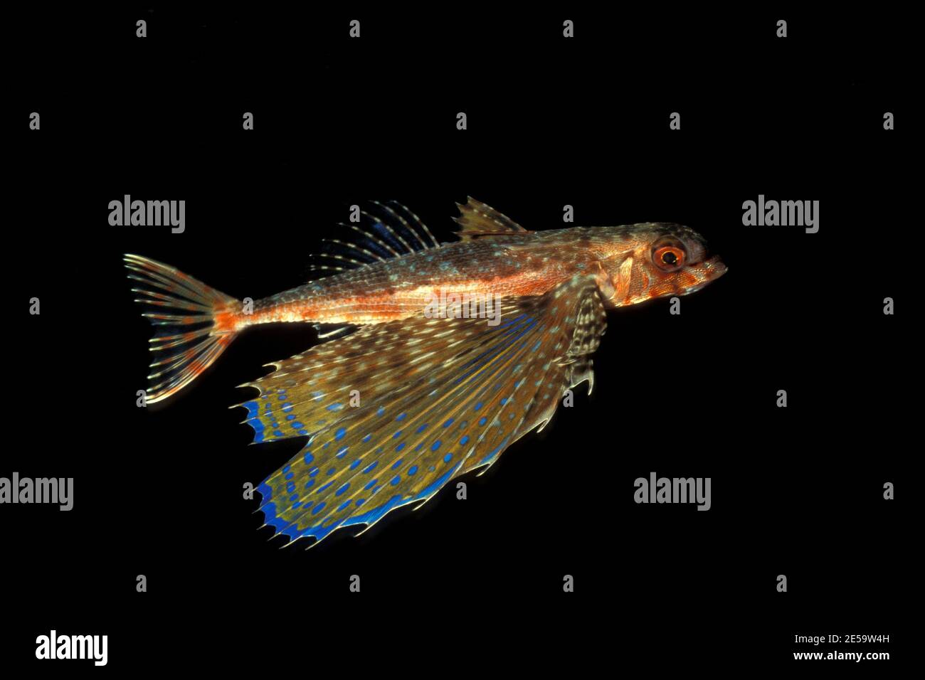 Flying gurnard dactylopterus volitans hi-res stock photography and ...