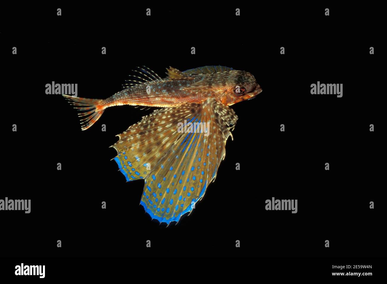 Flying gurnard dactylopterus volitans hi-res stock photography and ...