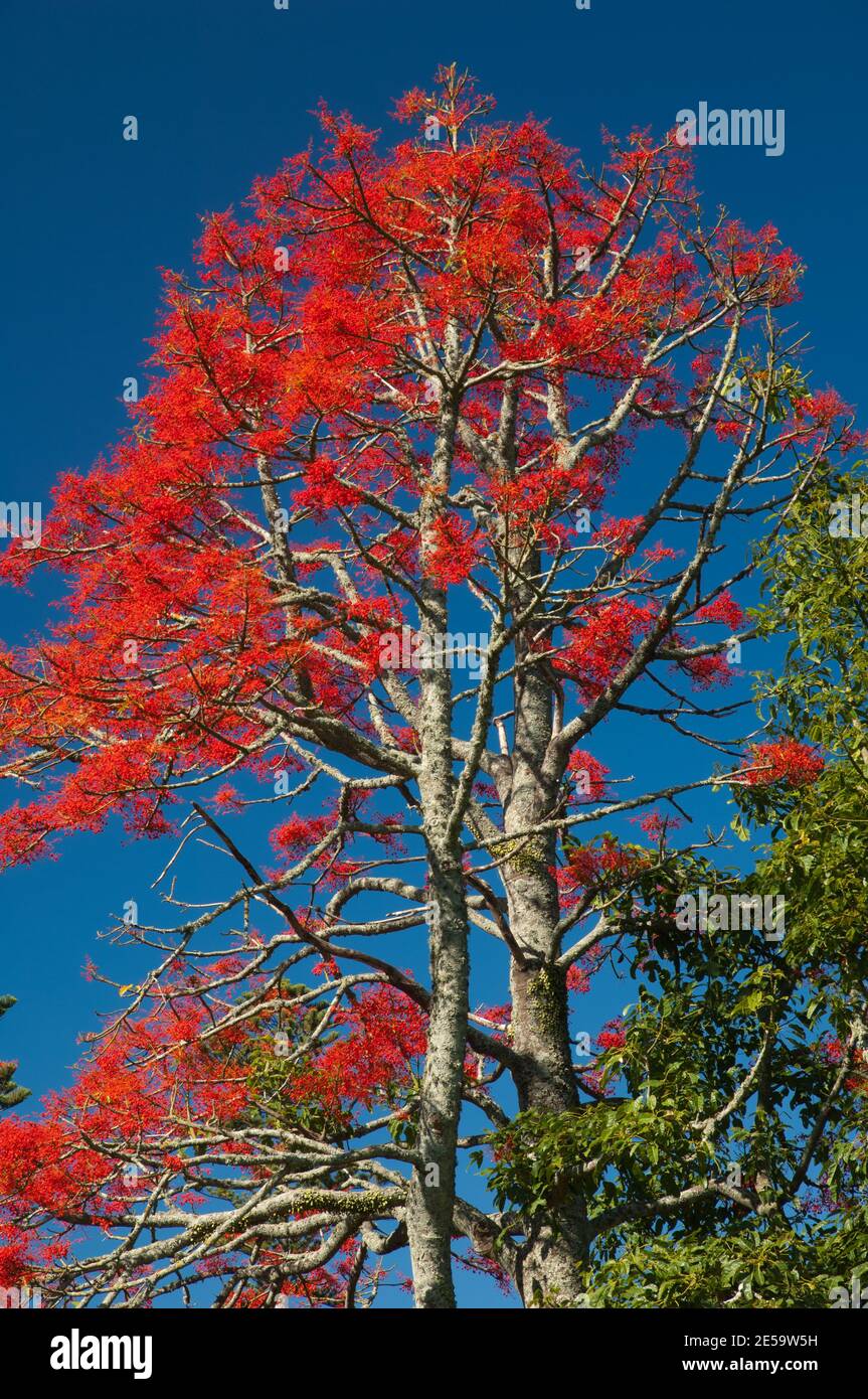 Illawarra flame tree Brachychiton acerifolium. Auckland Domain ...