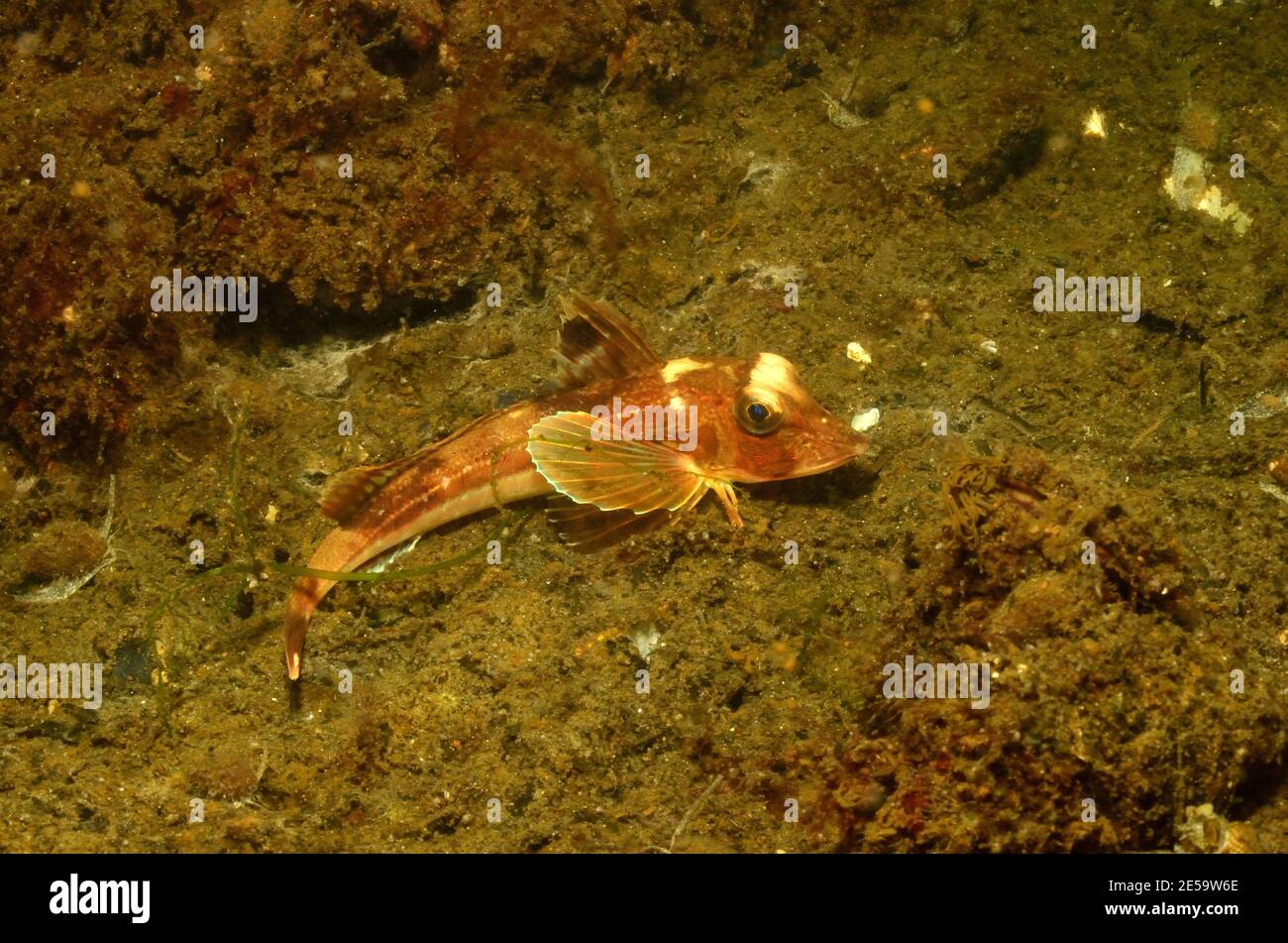 Eutrigla gurnardus, grey gurnard, Grauer Knurrhahn Stock Photo - Alamy