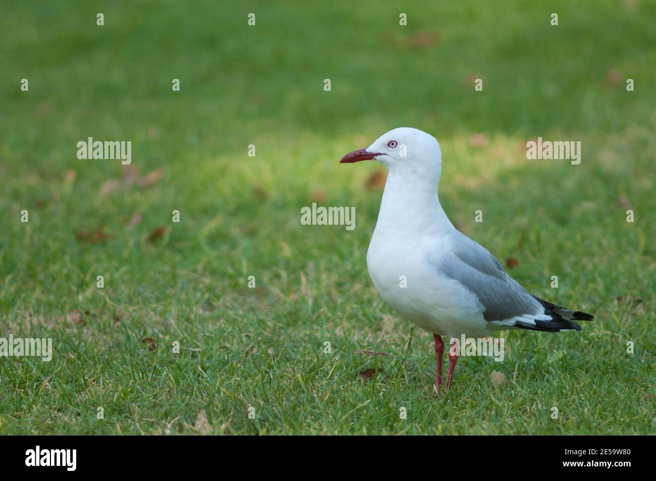 Red-billed gull Chroicocephalus novaehollandiae scopulinus. Auckland ...