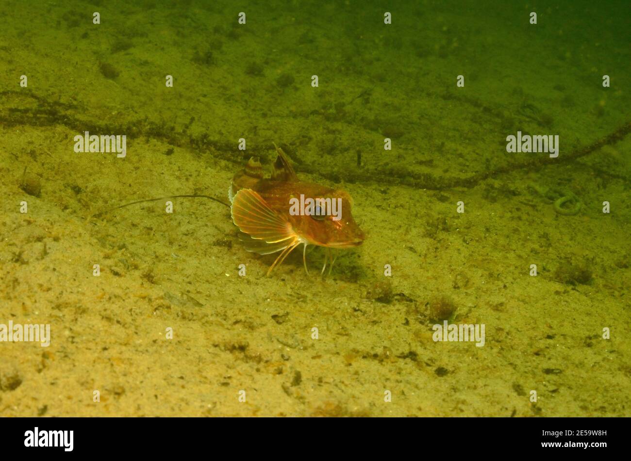 Eutrigla gurnardus, grey gurnard, Grauer Knurrhahn Stock Photo - Alamy