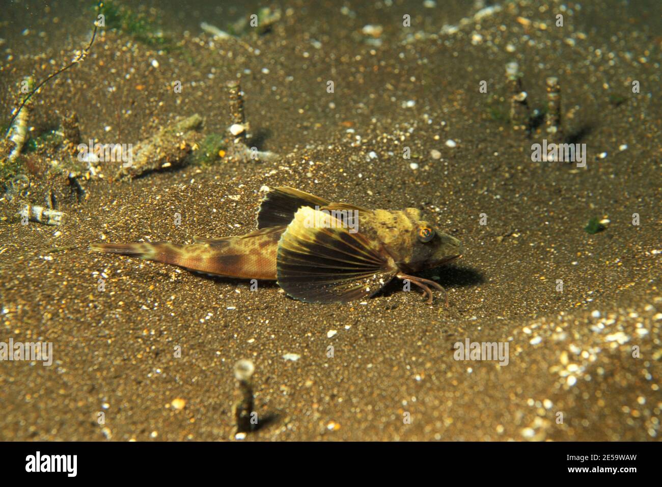 Whitesnout searobin hi-res stock photography and images - Alamy