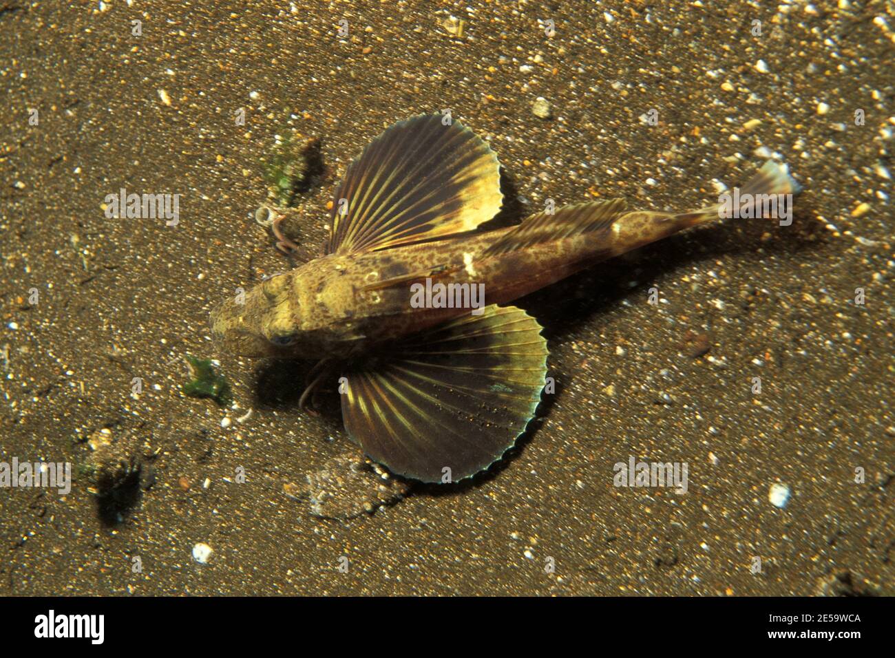 Whitesnout searobin hi-res stock photography and images - Alamy