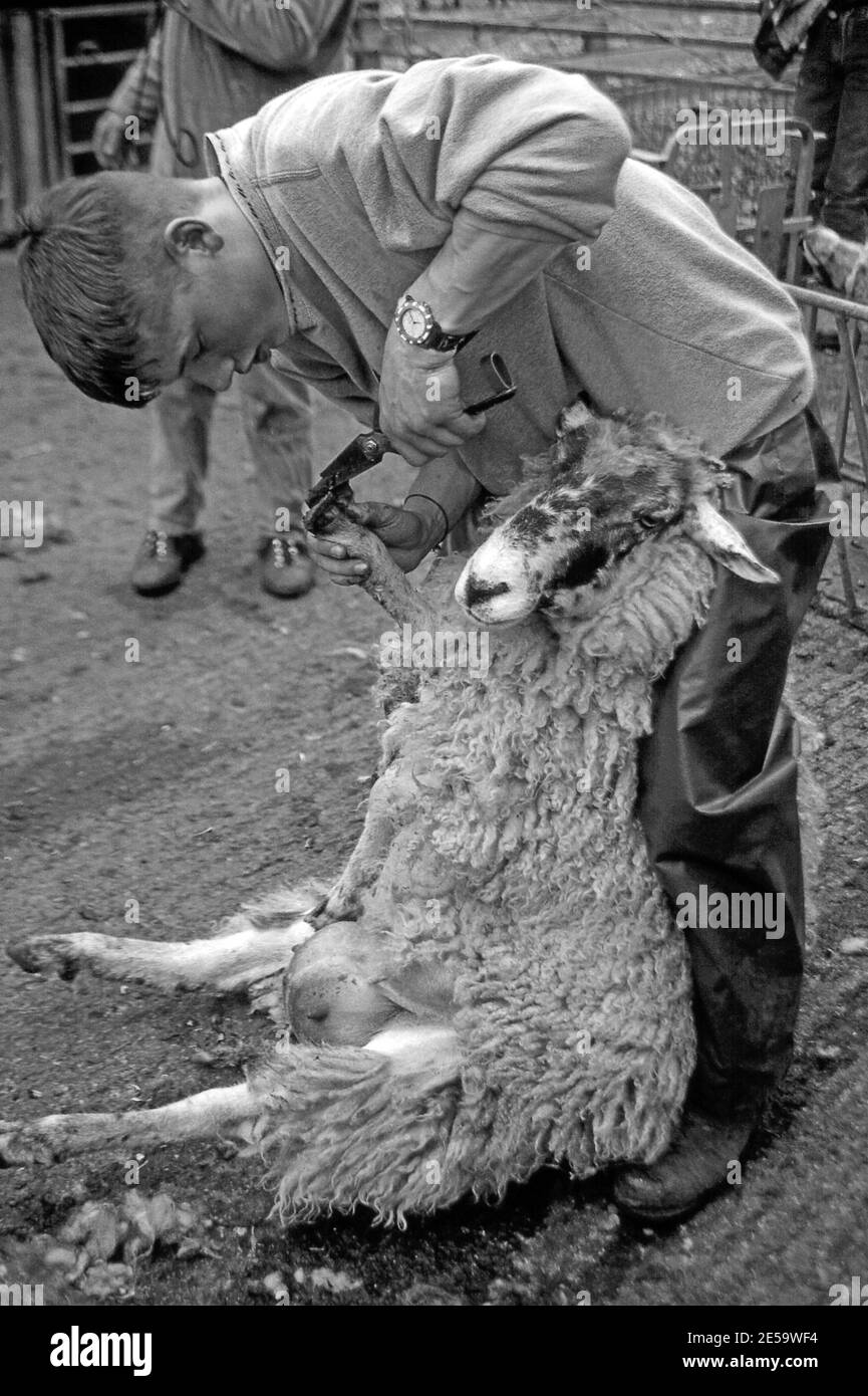 Female border sheep having fleece sheared and toes clipped Stock Photo ...