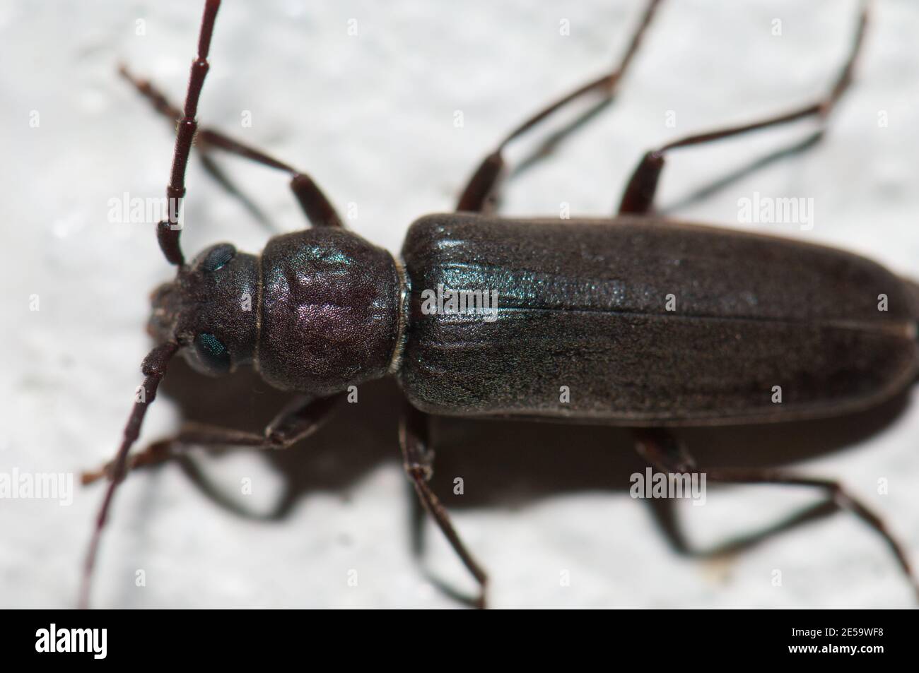 Burnt pine longhorn beetles hi-res stock photography and images - Alamy