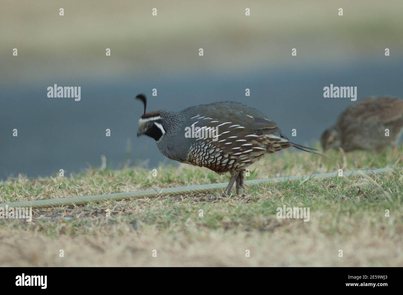 California quail Callipepla californica. Adult male. Clifton. North ...