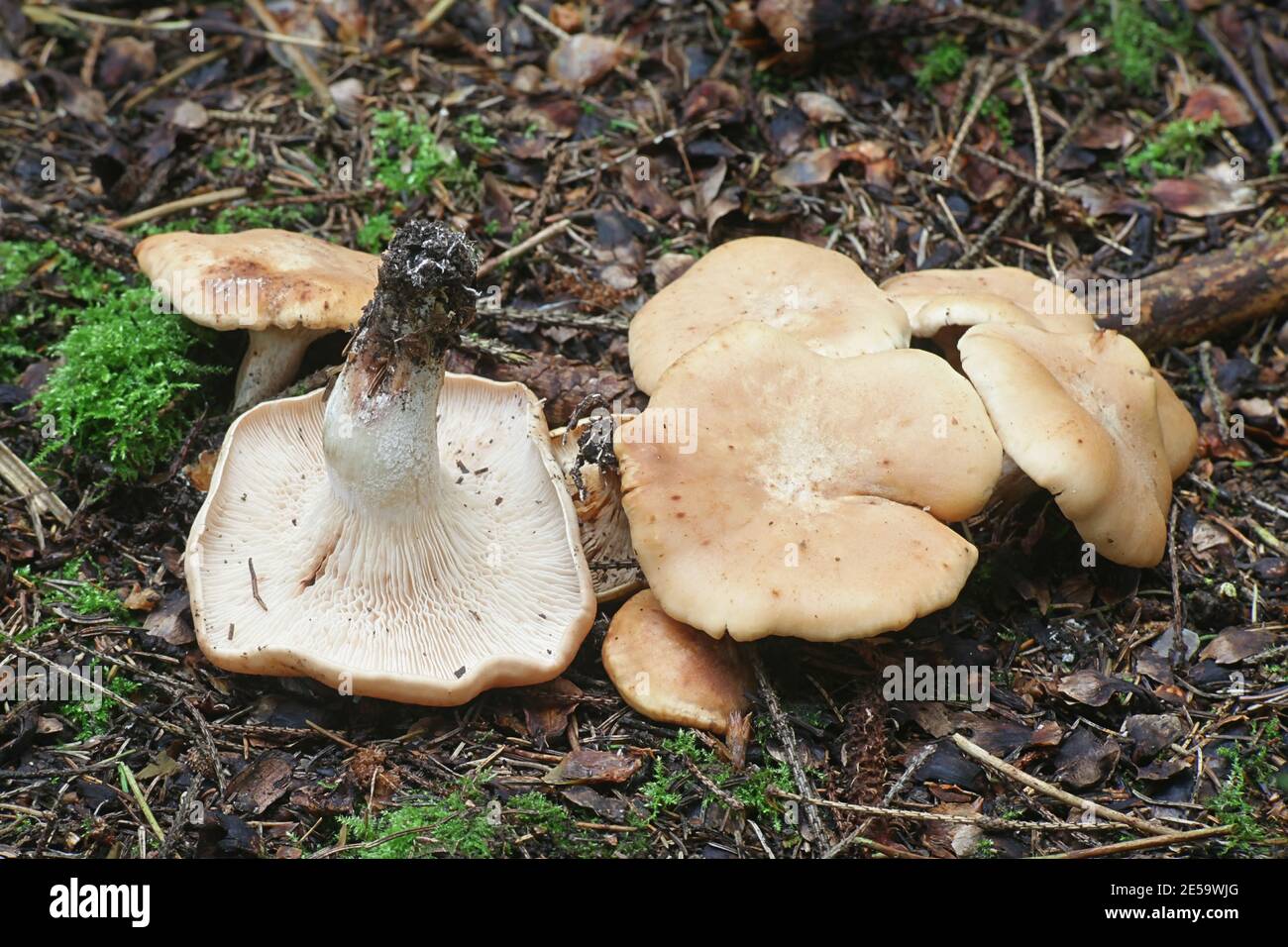 Gemina hi-res stock photography and images - Alamy